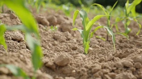 Home Grown Videoos Stock Videos – Royalty-Free HD & 4K Videos | Pond5