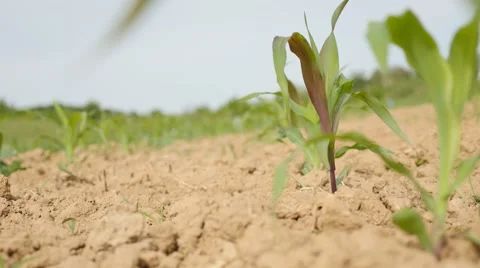 Home Grown Videoos Stock Videos – Royalty-Free HD & 4K Videos | Pond5