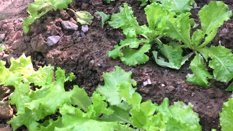 Home Grown Films Stock Videos – Royalty-Free HD & 4K Videos | Pond5