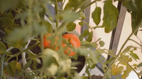 Home Grown Videoos Stock Videos – Royalty-Free HD & 4K Videos | Pond5