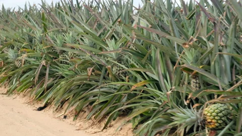 Home pineapple. Mini grow queensland pla... | Stock Video | Pond5