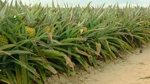 Home pineapple. Mini grow queensland pla... | Stock Video | Pond5