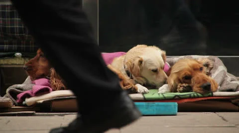 Dog Begging Stock Video Footage | Royalty Free Dog Begging Videos | Pond5