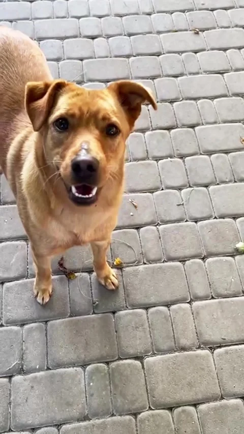 Street Shelter Stock Videos – Royalty-Free HD & 4K Videos | Pond5