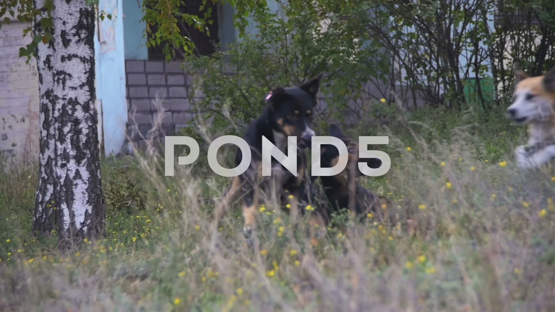 Pack Of Dogs In The Woods