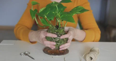 homemade Kokedama is a ball of soil, cov... | Stock Video | Pond5