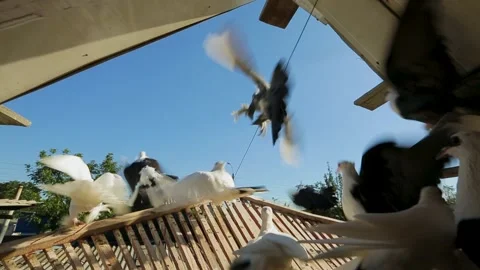 Homing Dove Stock Video Footage | Royalty Free Homing Dove Videos | Pond5