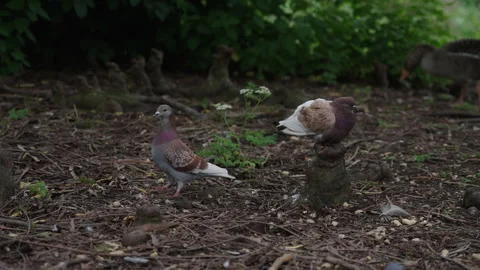 Homing Pigeon Stock Video Footage | Royalty Free Homing Pigeon Videos ...