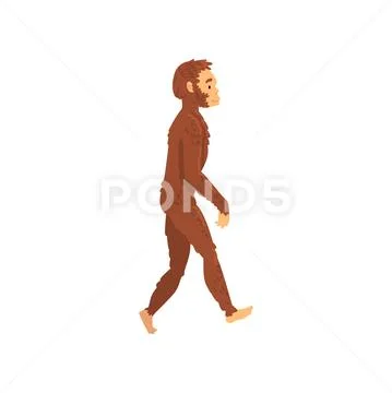 Homo Erectus, Biology Human Evolution Stage, Evolutionary Process of ...