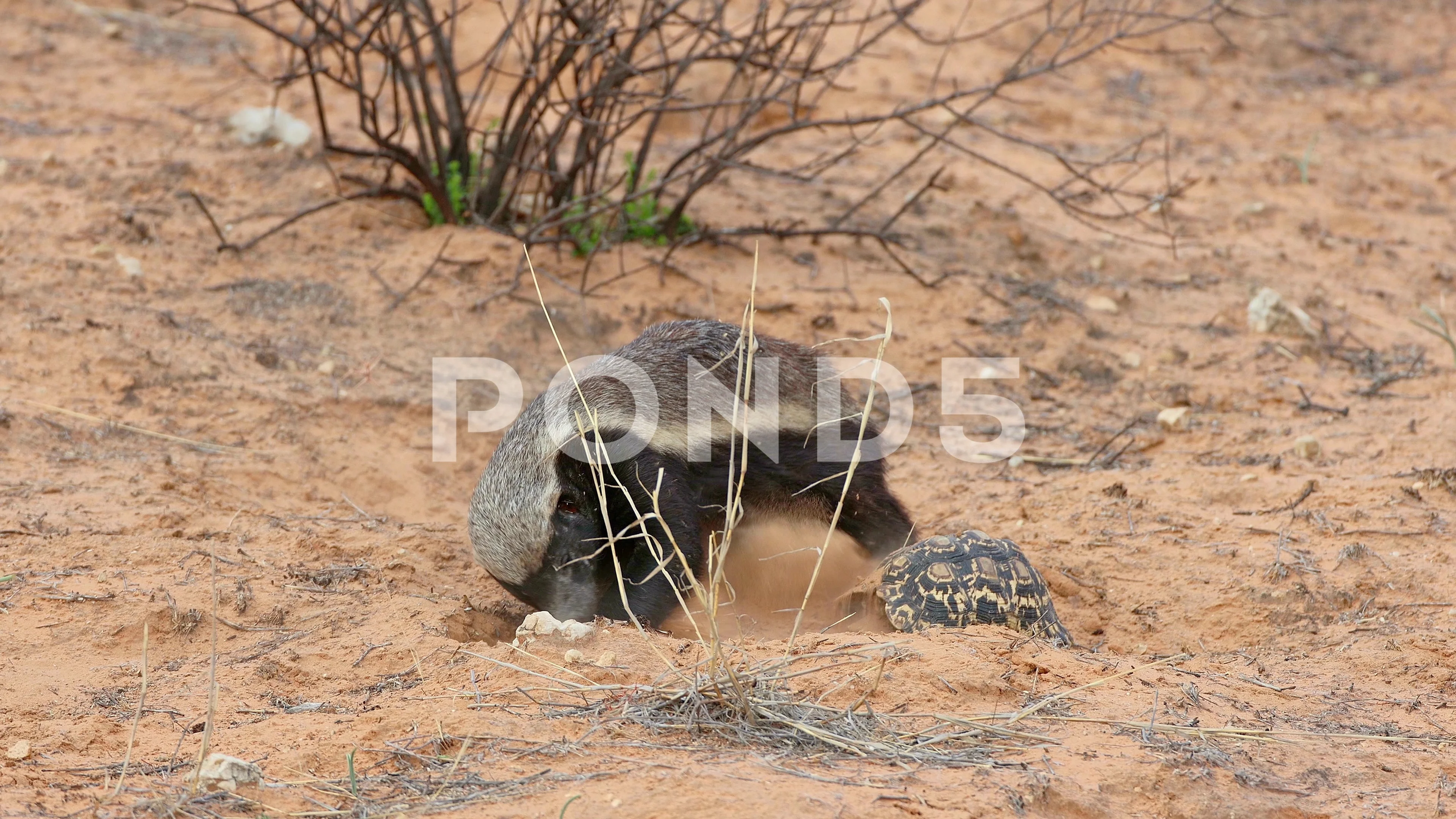 Badger Tracks In Sand