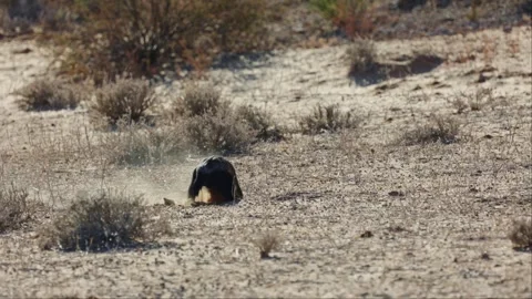 a honey badger digging for his next meal | Stock Video | Pond5