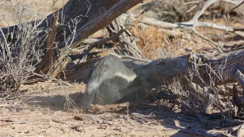 Honey badger digging up a snack | Stock Video | Pond5