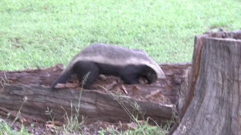 Honey Badger Stock Video Footage | Royalty Free Honey Badger Videos | Pond5