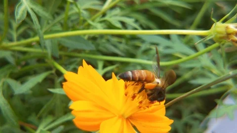 Honey Bee collecting food. Honey Bee Wor... | Stock Video | Pond5