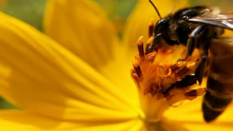 Honey Bee collecting food. Honey Bee Wor... | Stock Video | Pond5