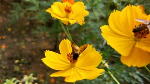 Honey Bee collecting food. Honey Bee Wor... | Stock Video | Pond5
