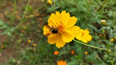 Honey Bee collecting food. Honey Bee Wor... | Stock Video | Pond5