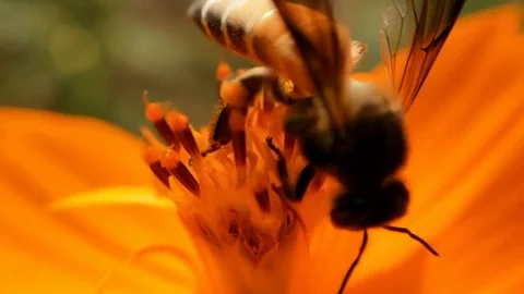 Honey Bee collecting food. Honey Bee Wor... | Stock Video | Pond5