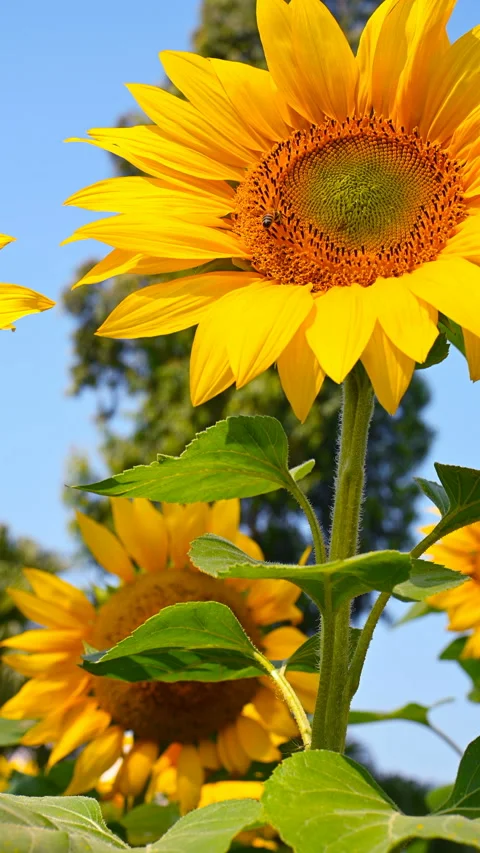 Plant Com Stock Videos – Royalty-Free HD & 4K Videos | Pond5