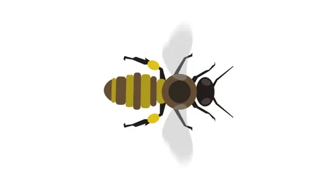 Honey Bee Animation Stock Videos – Royalty-Free HD & 4K Videos