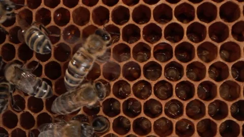 Honey bee larvae hatch from eggs macro. ... | Stock Video | Pond5
