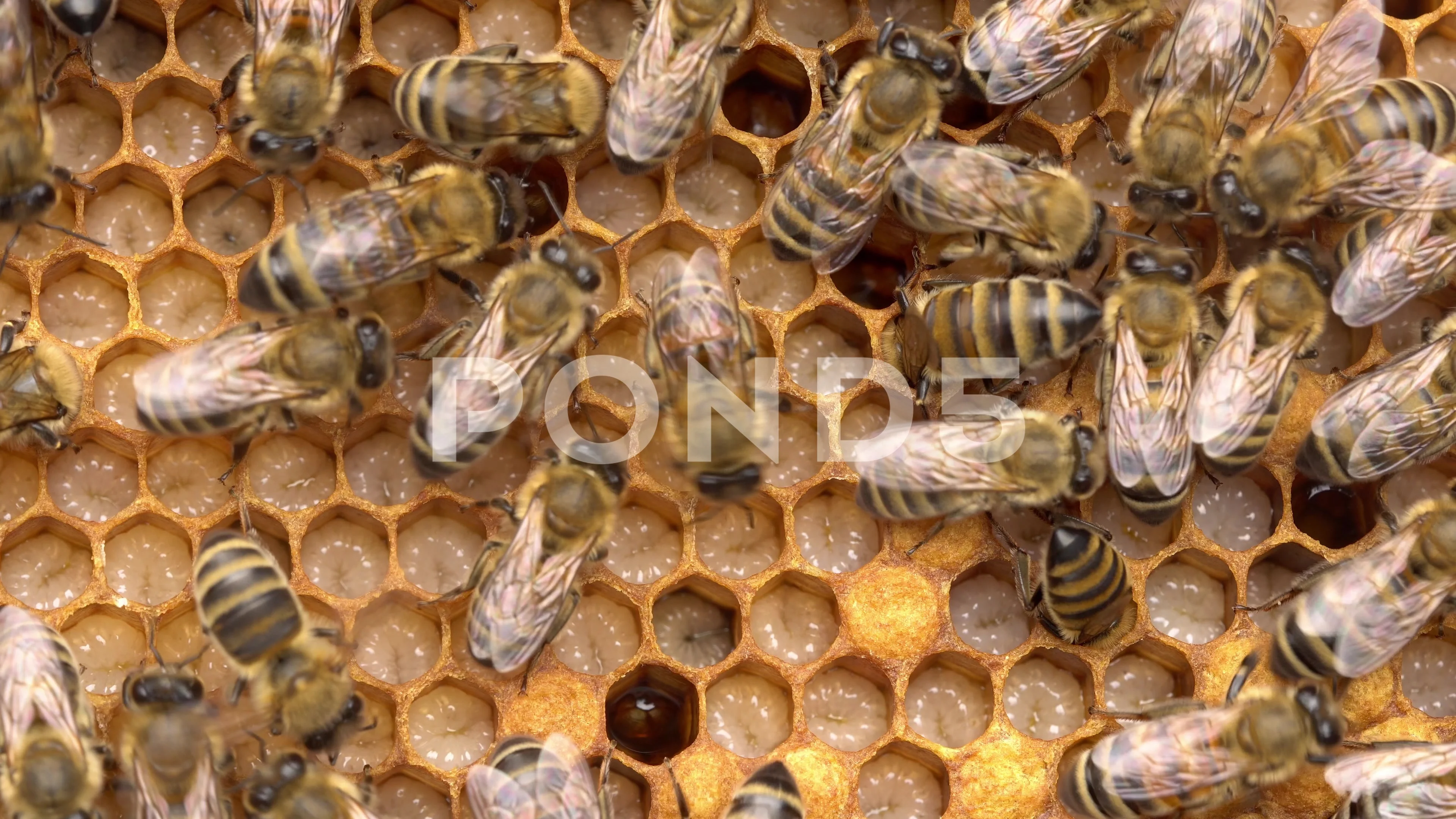 Bee Eggs Hatching