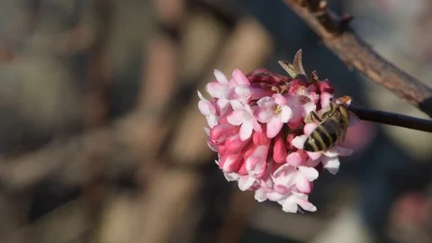Honey bee pollinating early spring pink ... | Stock Video | Pond5