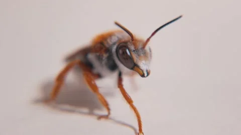 Bee Antenna Stock Video Footage | Royalty Free Bee Antenna Videos | Pond5
