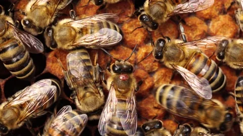 A honey bee with Varroa mite disease (va... | Stock Video | Pond5