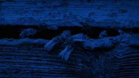Honey Bees On Beehive At Night | Stock Video | Pond5