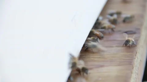 Hurtmp Stock Videos – Royalty-Free HD & 4K Videos