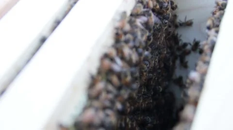 Hurtmp Stock Videos – Royalty-Free HD & 4K Videos