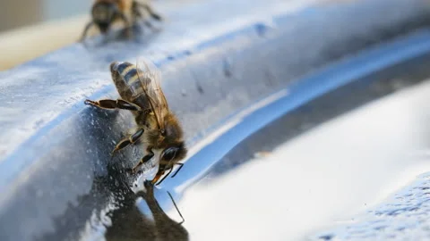 A honey bees drinks water. Bees drink wa... | Stock Video | Pond5