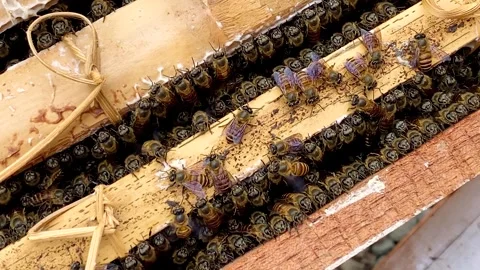 Honey Bees family on honeycomb in apiary... | Stock Video | Pond5