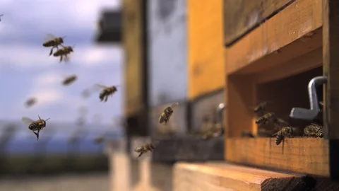 Bees On Beehive Stock Videos – Royalty-Free HD & 4K Videos