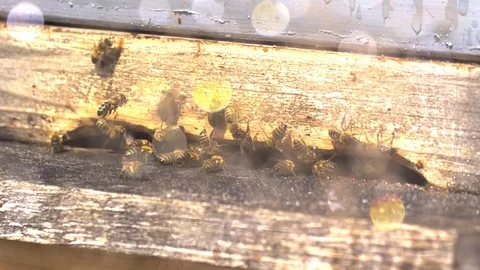 Slow Motion Bees Stock Footage ~ Royalty Free Stock Videos | Pond5