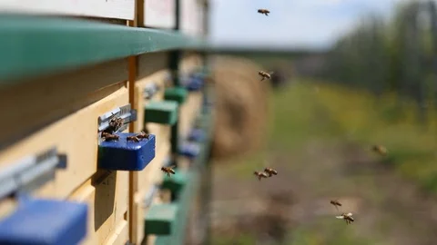 Honey bees flying into their beehive. Be... | Stock Video | Pond5