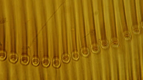 A honey bee's foot under a microscope. M... | Stock Video | Pond5