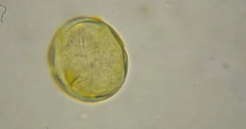 Honey under microscope | Stock Video | Pond5