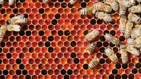 Honeycomb with bee bread. Bees pack hone... | Stock Video | Pond5