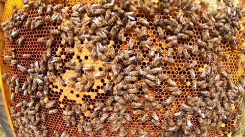 Honeycomb with bees. The bees pack honey... | Stock Video | Pond5