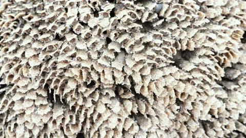 Honeycomb worm reef on searock, Sabellar... | Stock Video | Pond5