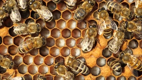 The honeycombs contain the developing be... | Stock Video | Pond5