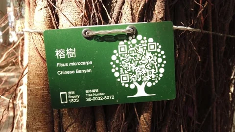 Hong Kong Tree Chinese Banyan Ficus micr... | Stock Video | Pond5