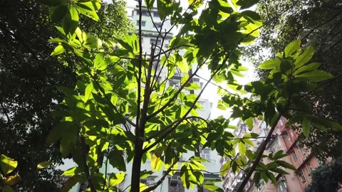 Hong Kong Tree White Jade Orchid Tree Mi... | Stock Video | Pond5