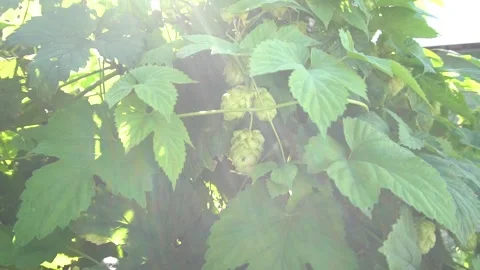 Day Of Hop Stock Videos – Royalty-Free HD & 4K Videos | Pond5