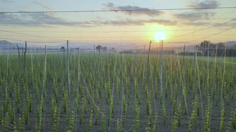 Hop field hops plantation farm with pole... | Stock Video | Pond5