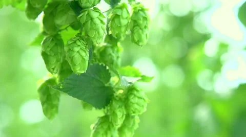 Hop plant close up growing on a Hop farm... | Stock Video | Pond5