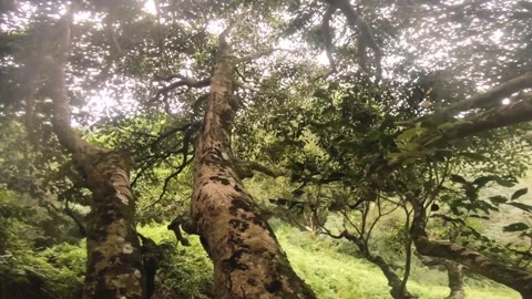 horizontal pane view on top of tree look... | Stock Video | Pond5