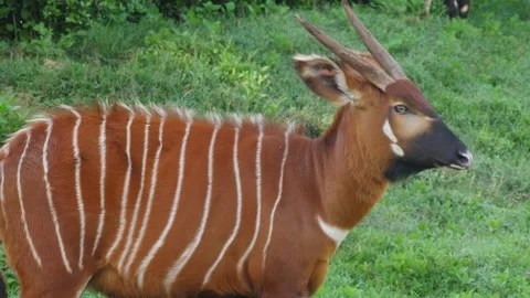 Horned Colorful Eastern Mountain Bongo, ... | Stock Video | Pond5